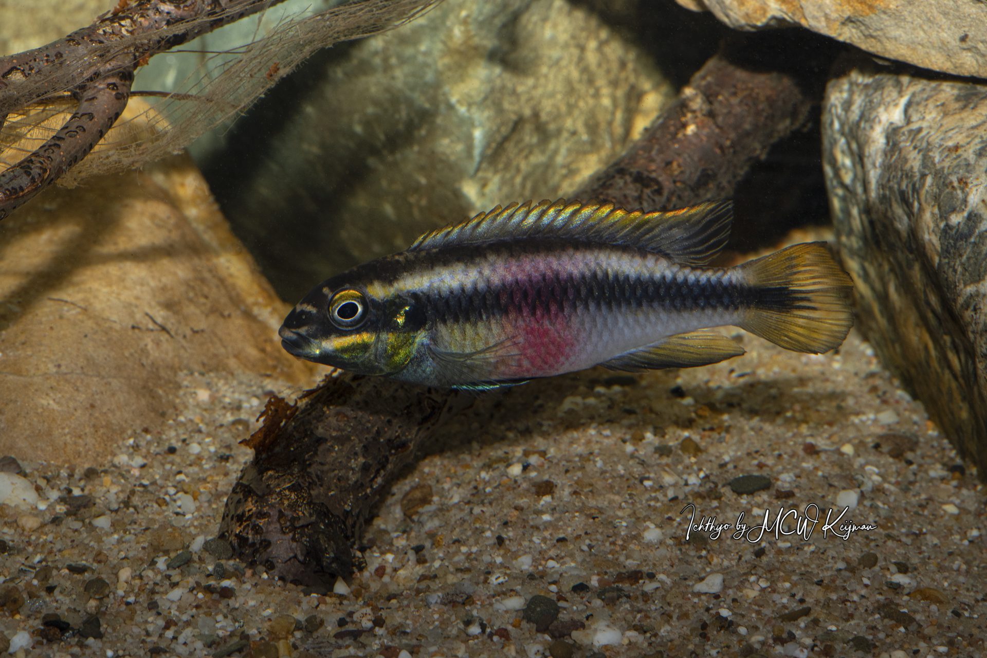 Pelvicachromis pulcher
