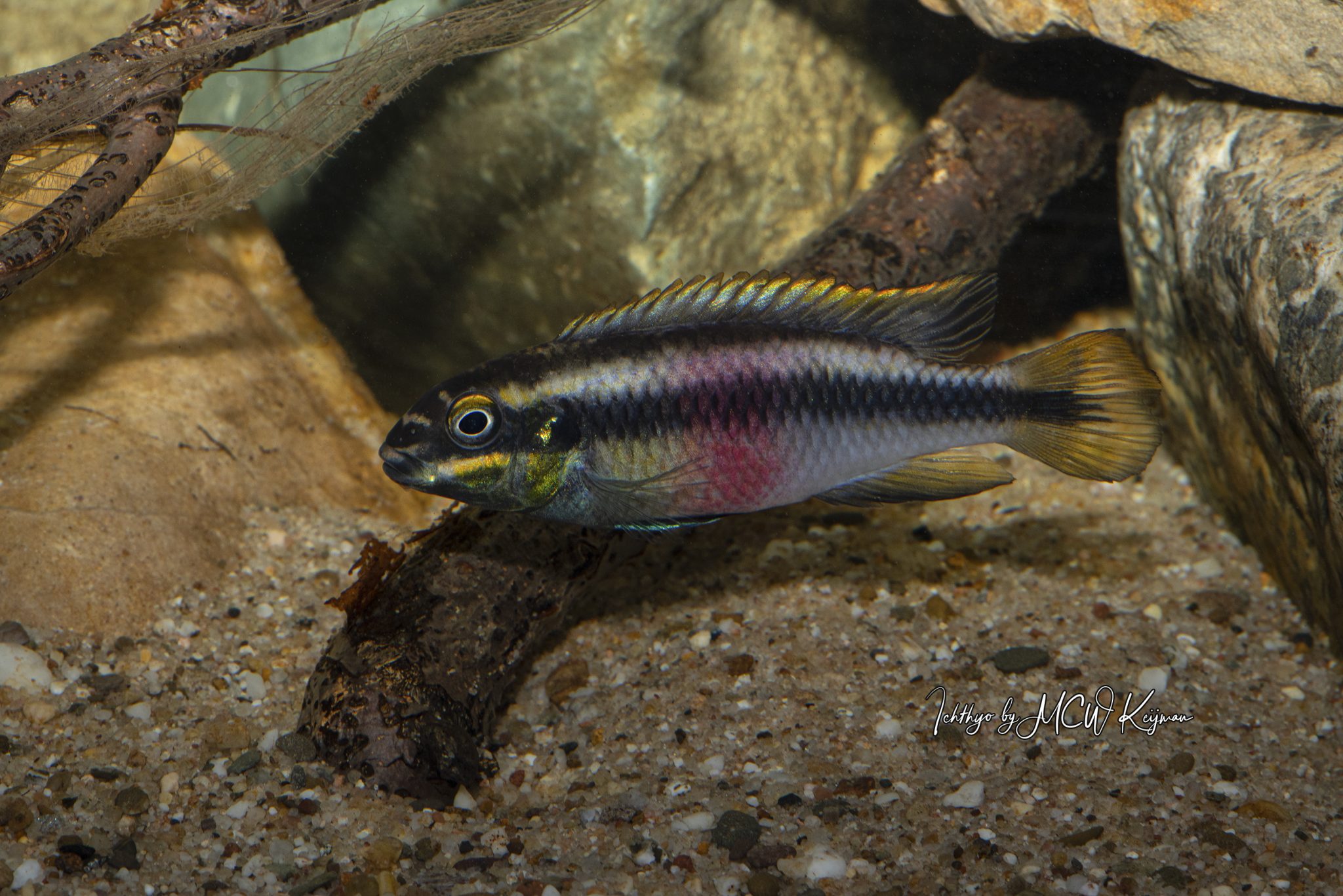 Pelvicachromis pulcher