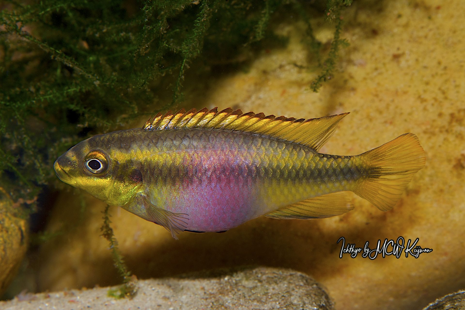 Pelvicachromis pulcher